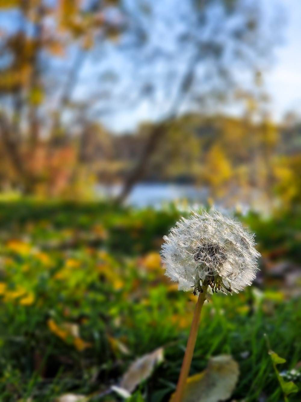 Oktobrī pienenes mēdz pārsteigt 🍂 - Samsung Community