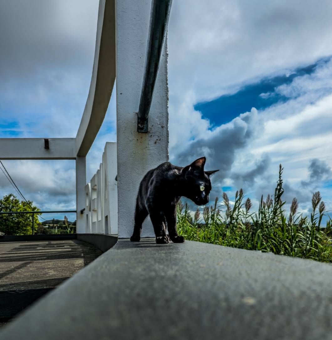 Lovely Cat - Samsung Community