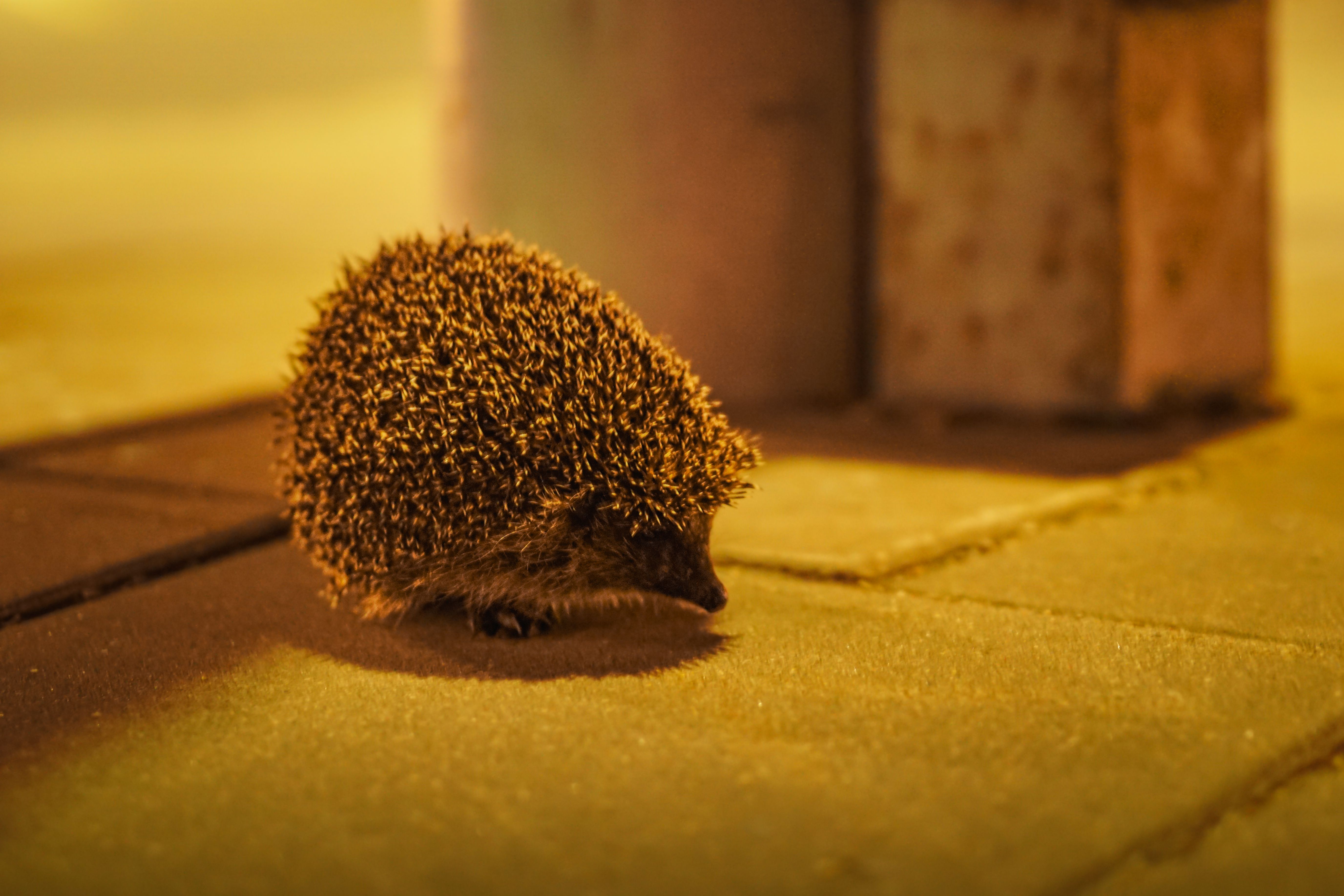 Miesto eziukas - Samsung Community