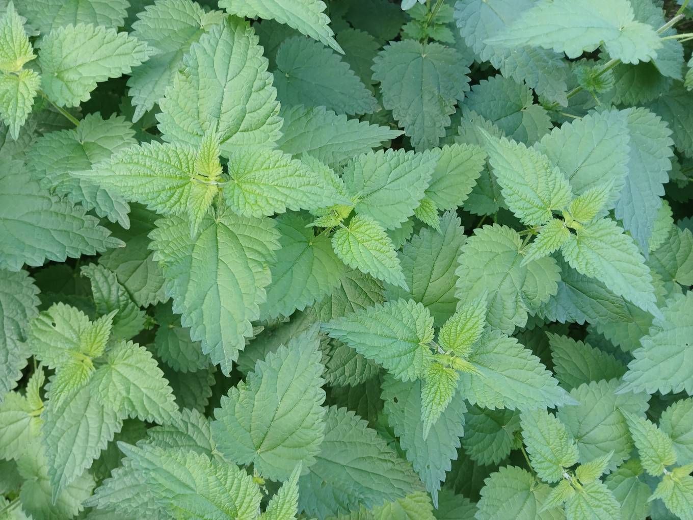 Les Orties - Samsung Community