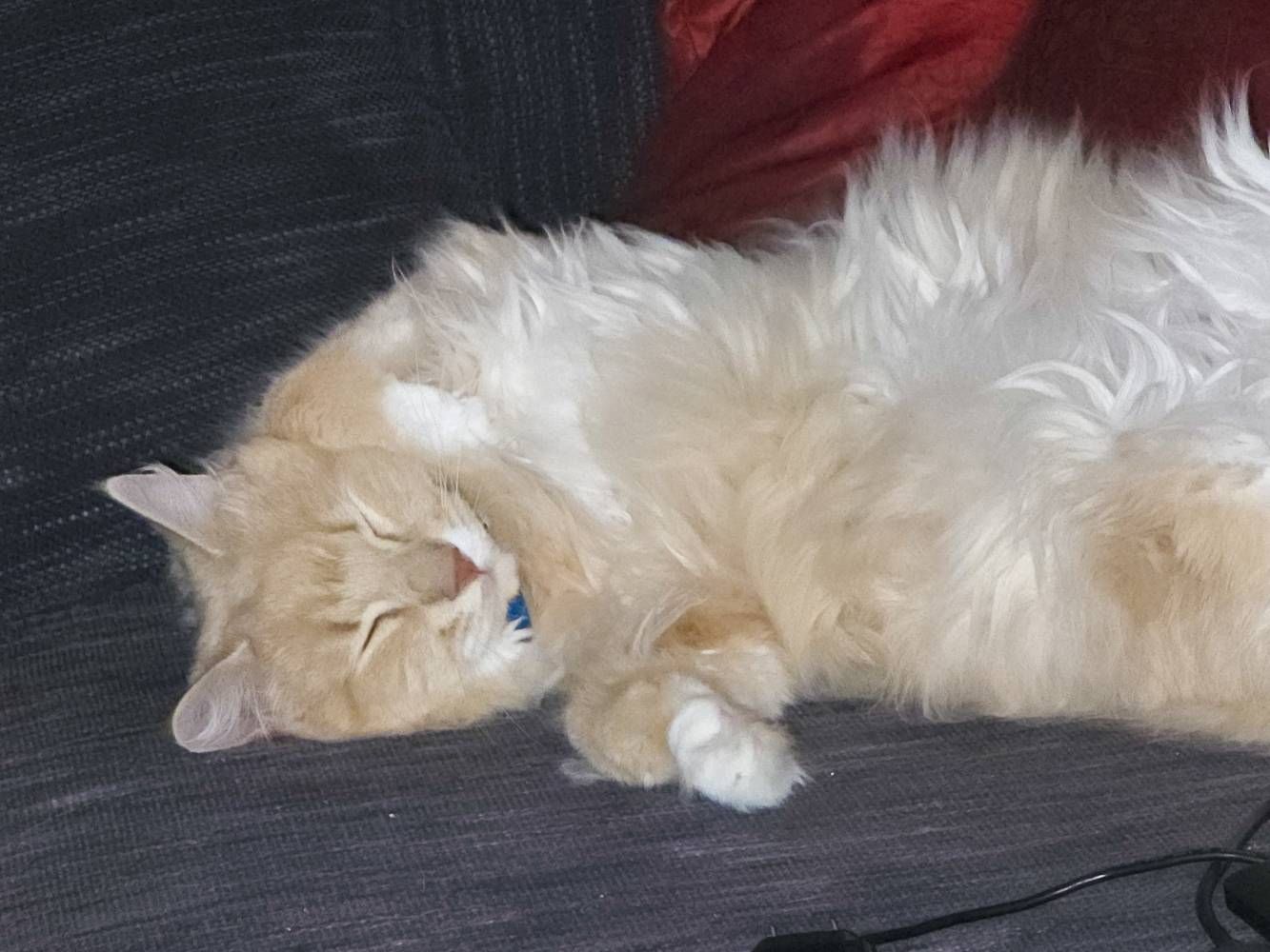 Cat number 2 - Samsung Community