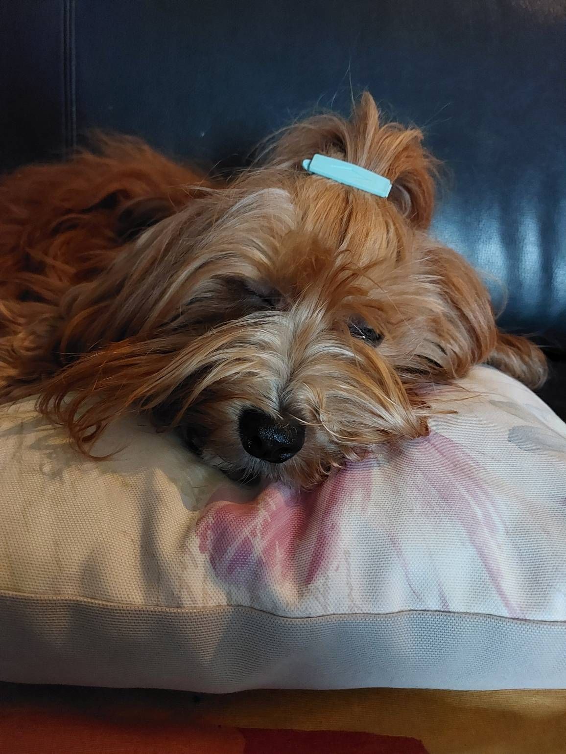 Coach Potato - Samsung Community