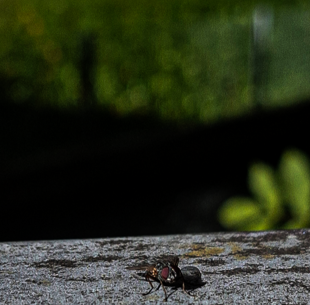 Ich fliege.... 🪰🤣 - Samsung Community