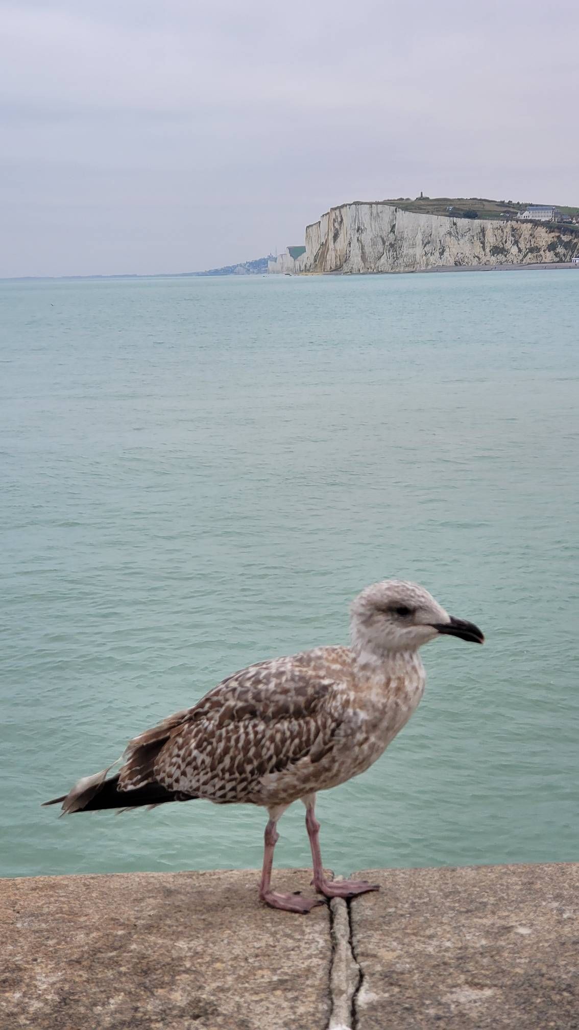 Pose du goeland - Samsung Community