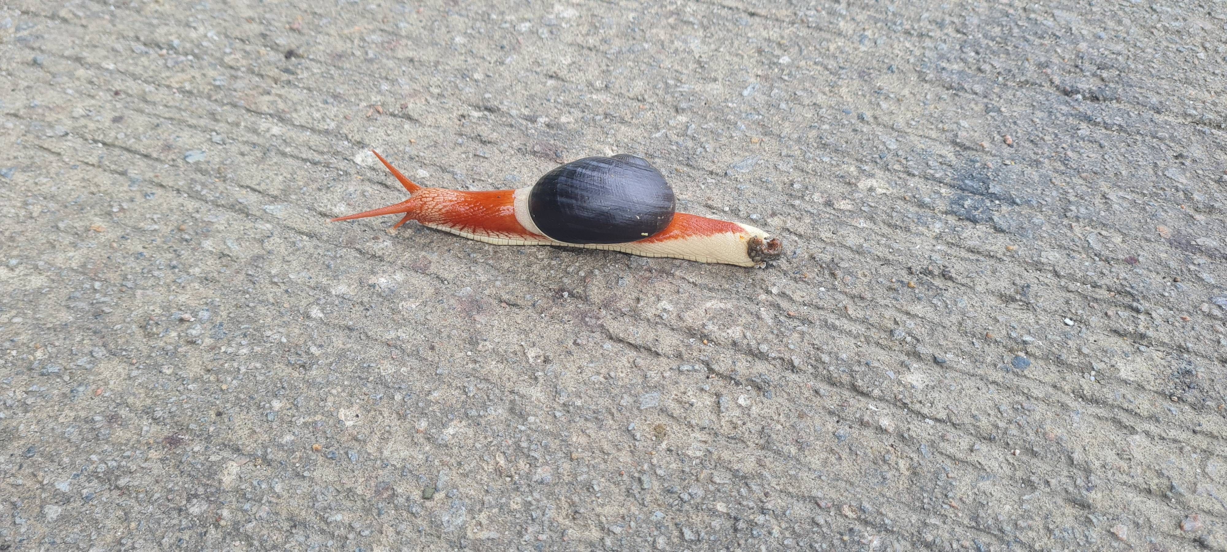 Red snail - Samsung Community