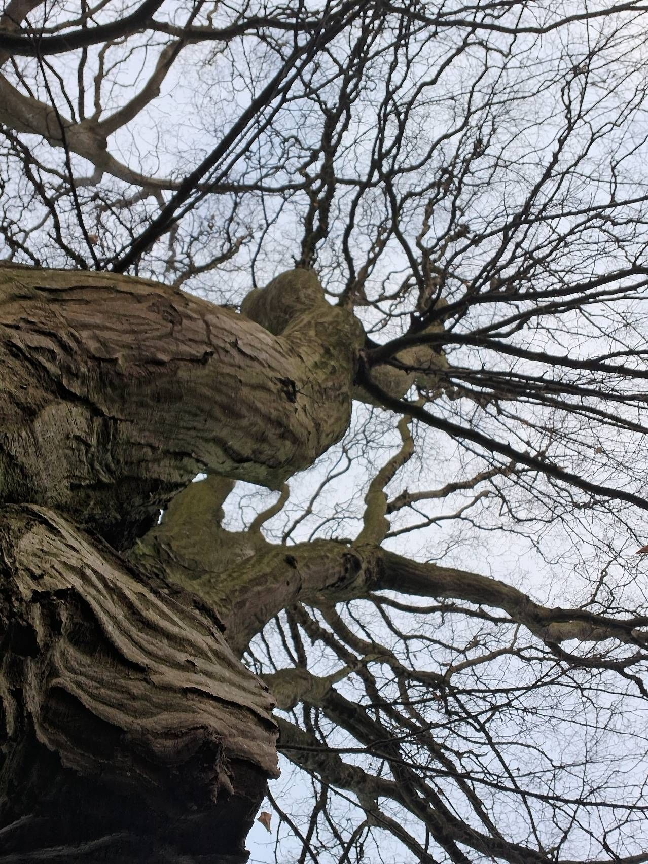 The Autumn Trees - Samsung Community