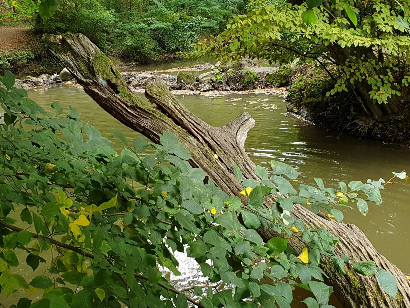 Gaja-patak - Samsung Community