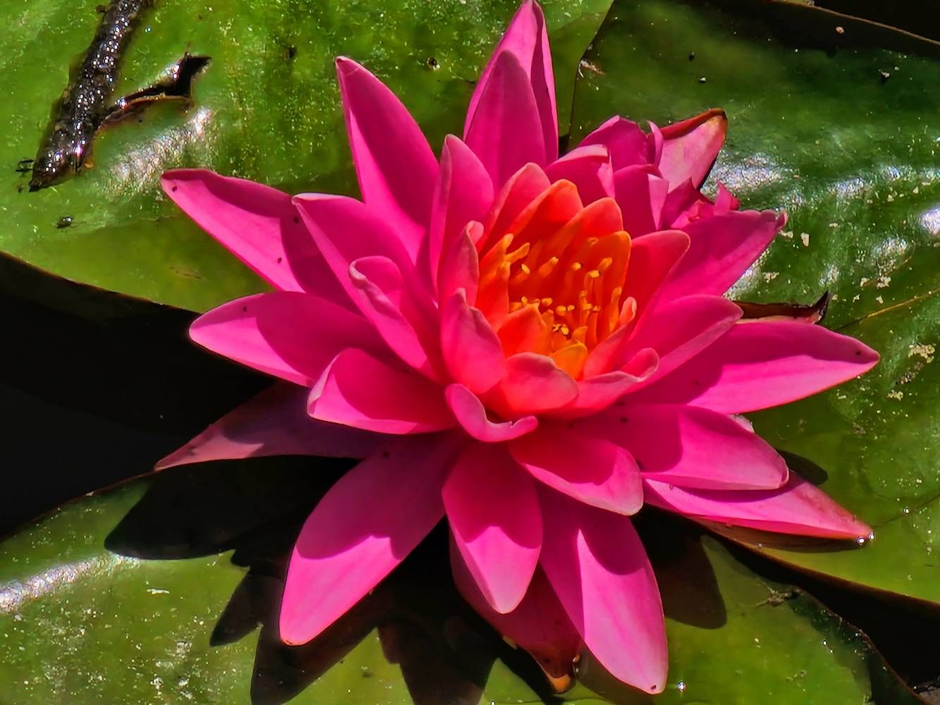 Tavirózsa - Samsung Community