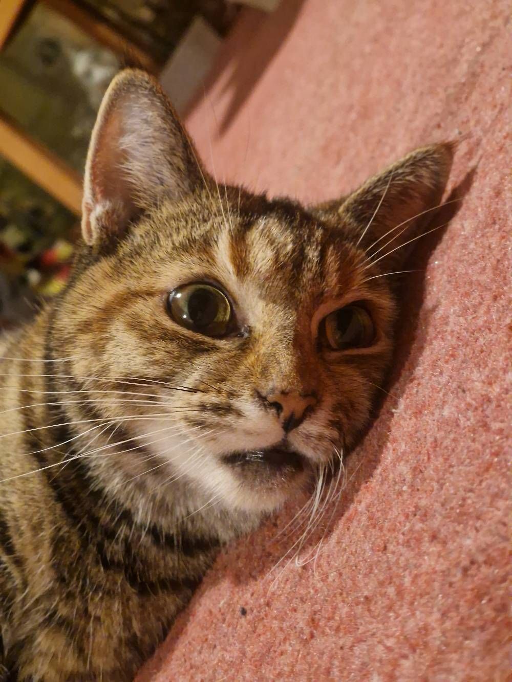 Cat!! - Samsung Community