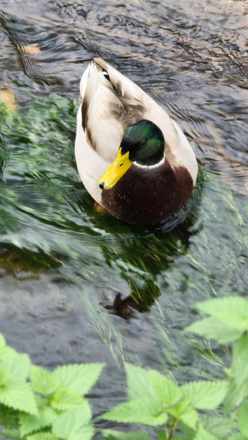 Duck - Samsung Community