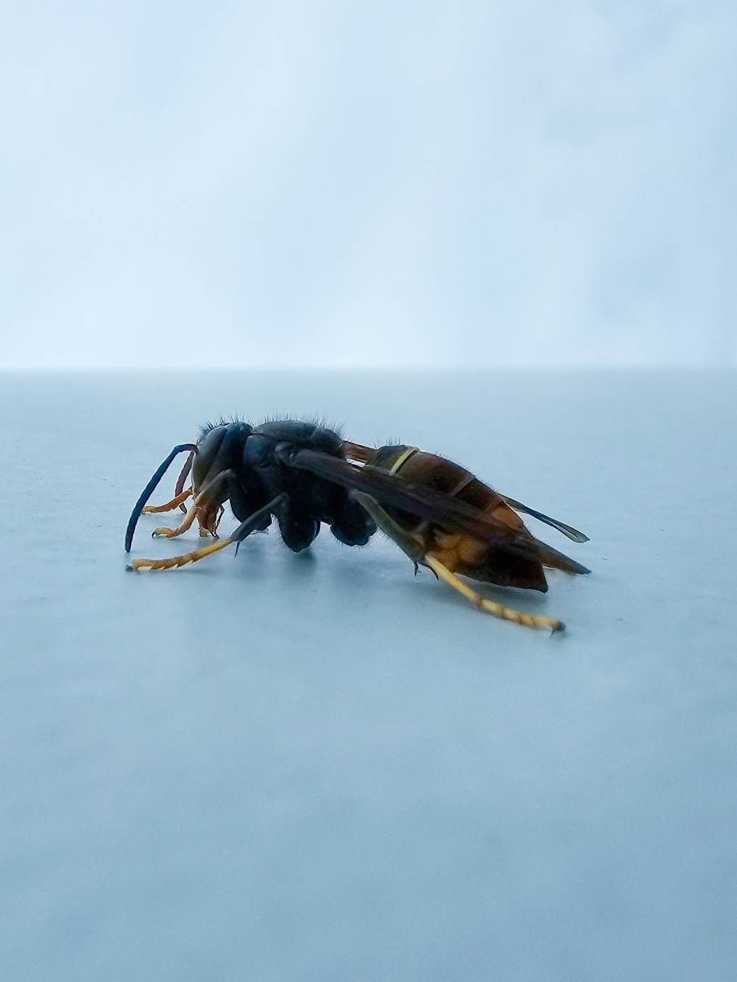 Bee - Samsung Community