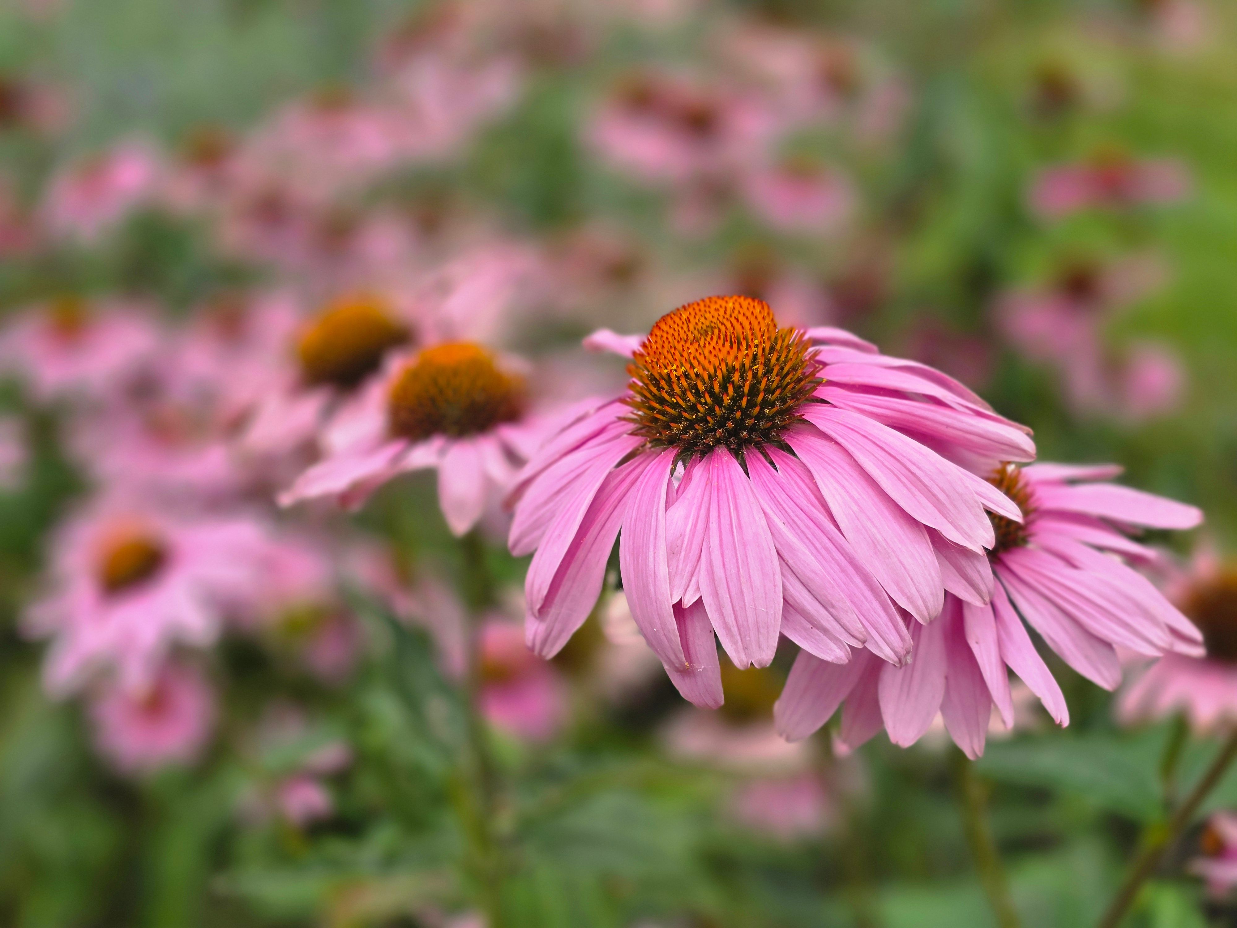 Flowers - Samsung Community