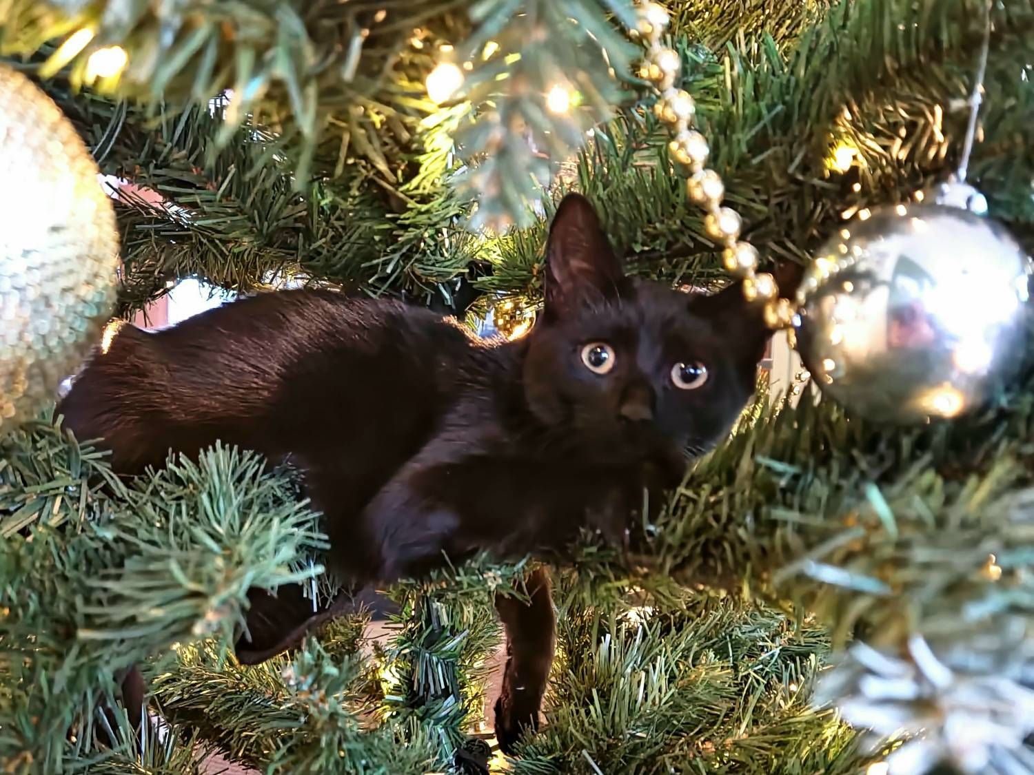 Cats at Christmas - Samsung Community