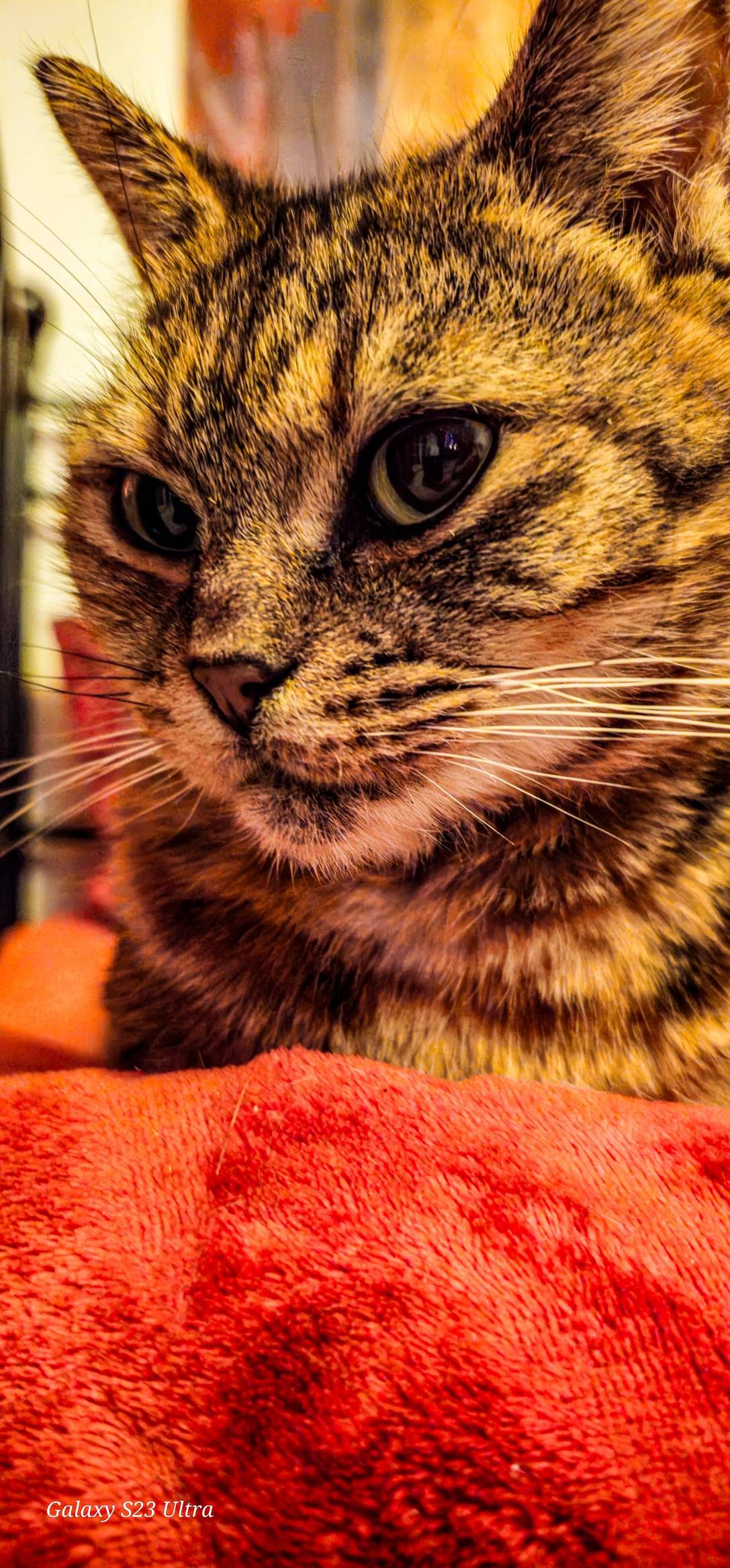 Cat🐺🦊 - Samsung Community