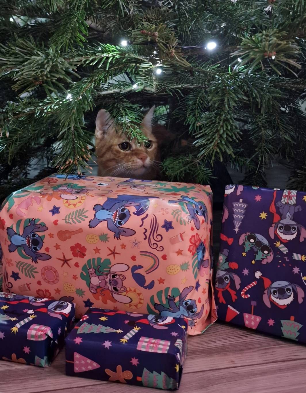 Szimba és az első karácsonyfa - Samsung Community