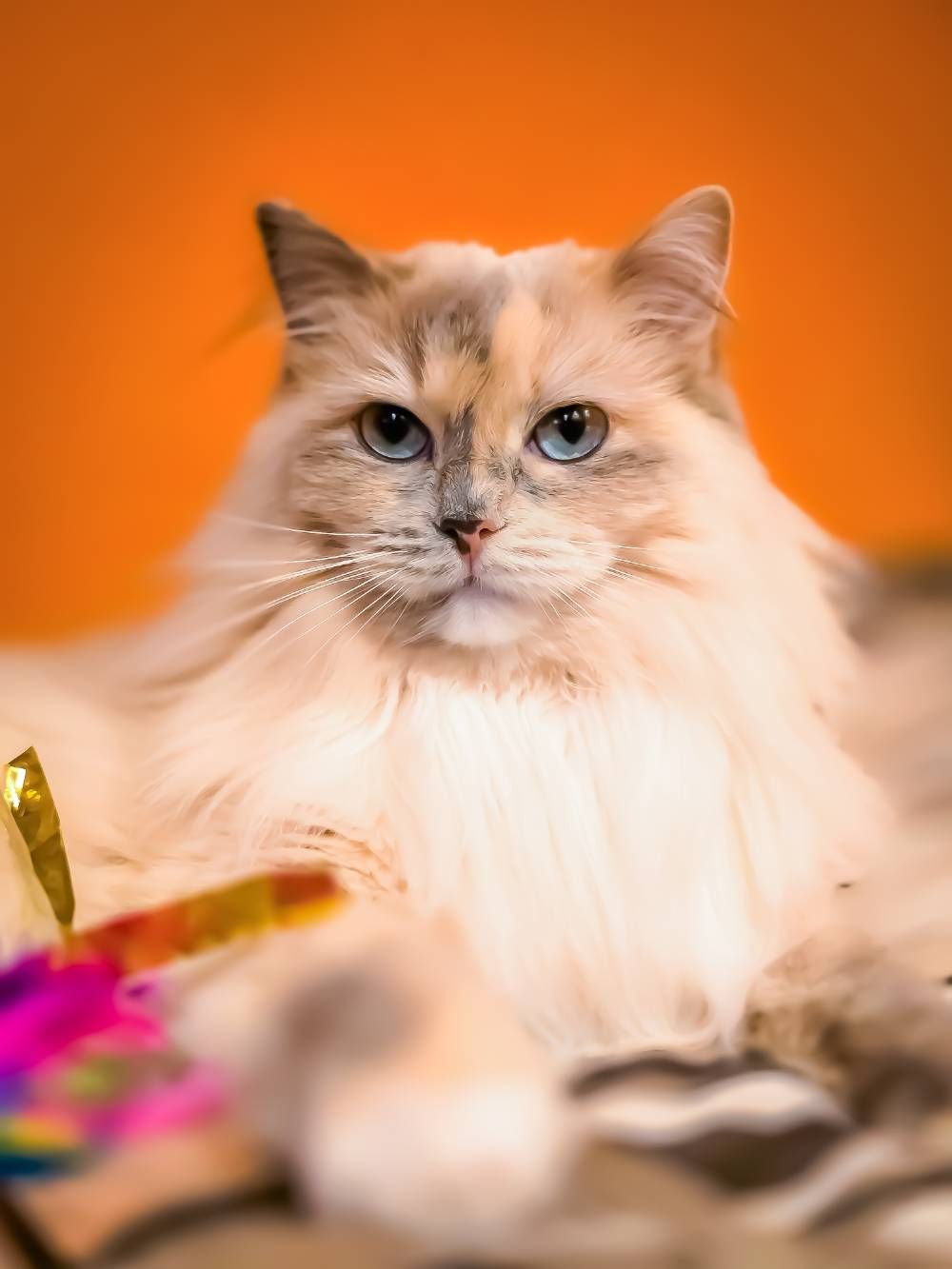 Kitku.(S24 ULTRA) - Samsung Community