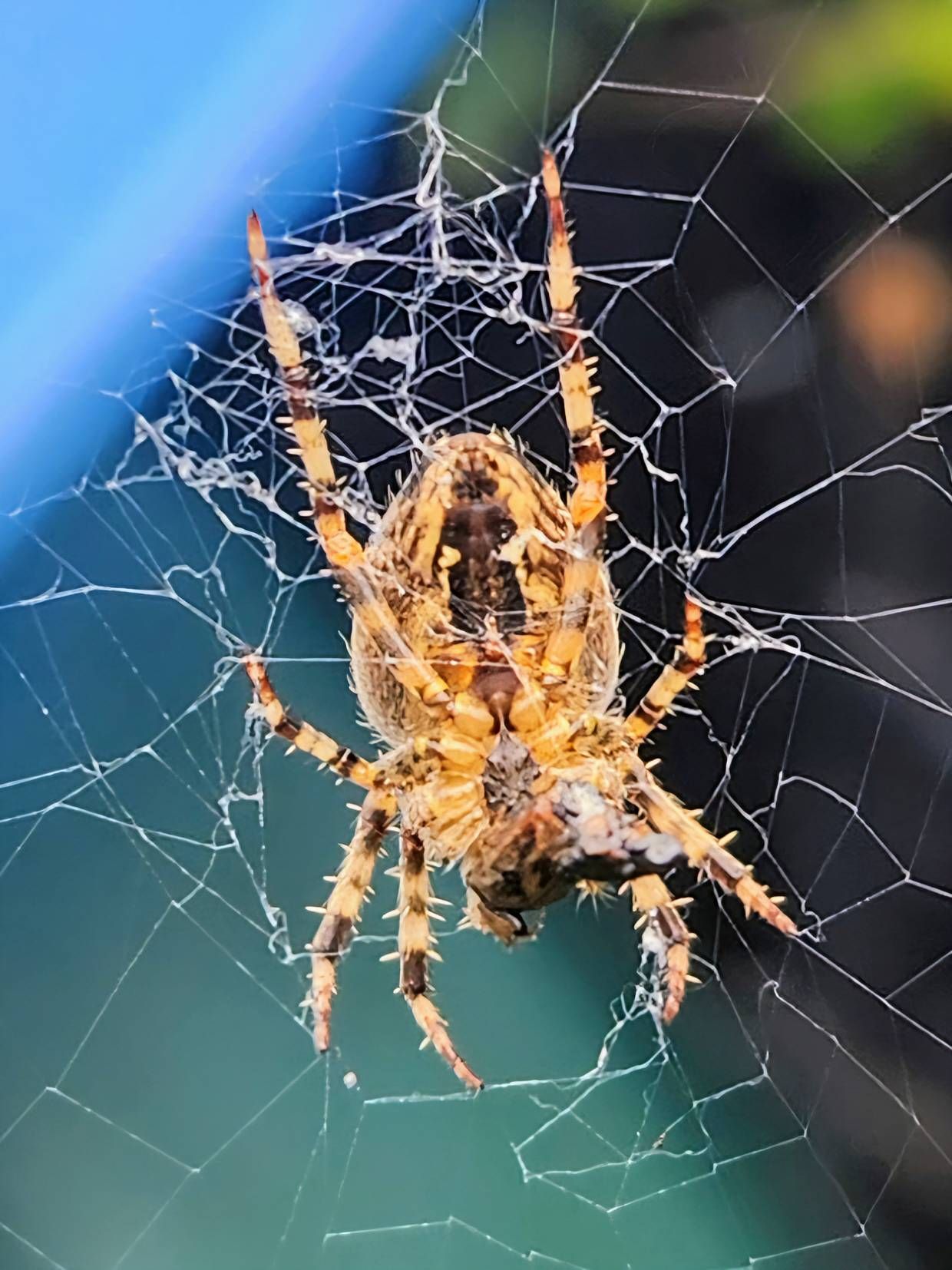 Spider - Samsung Community