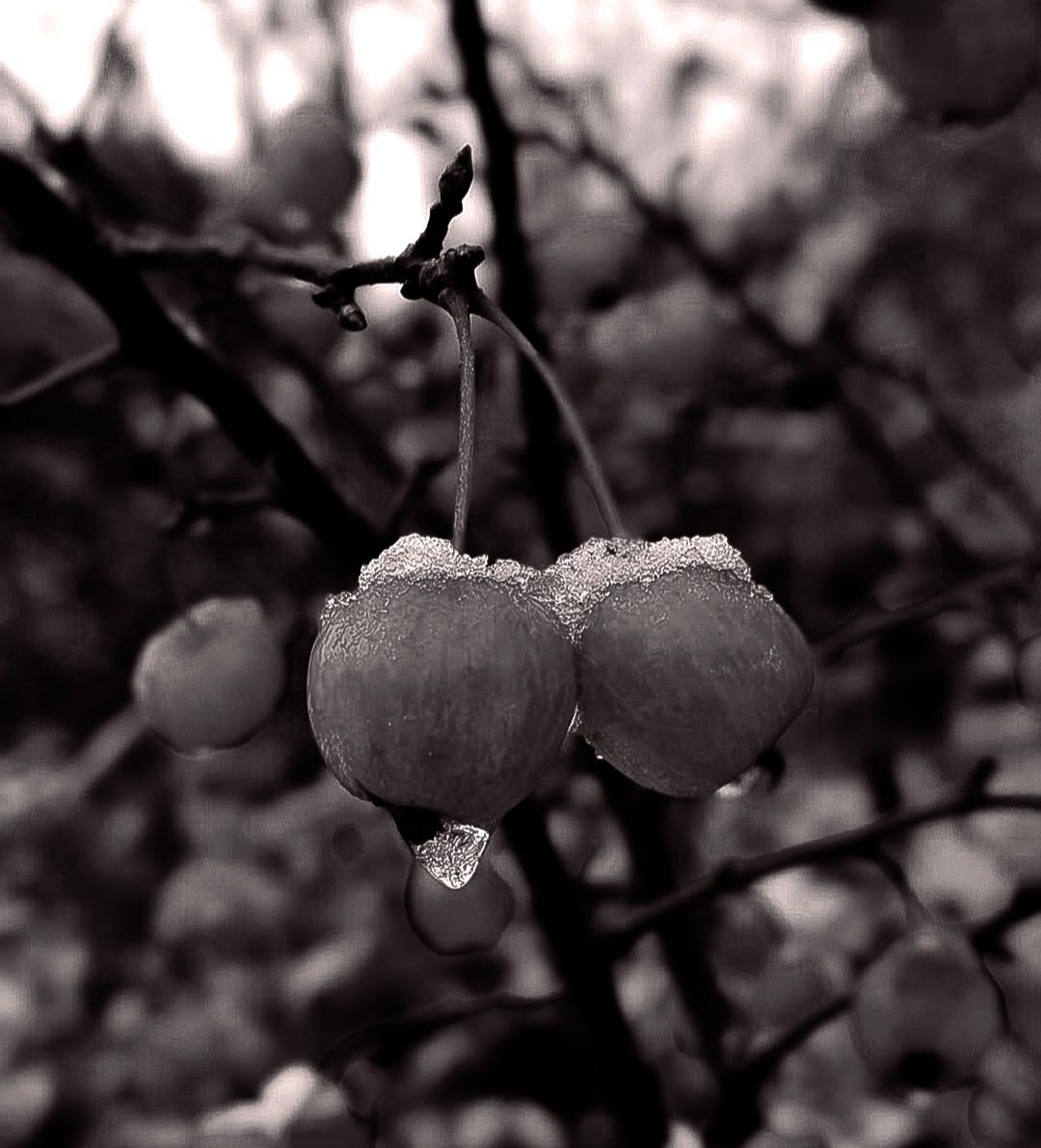 Portrait Modus..... - Samsung Community