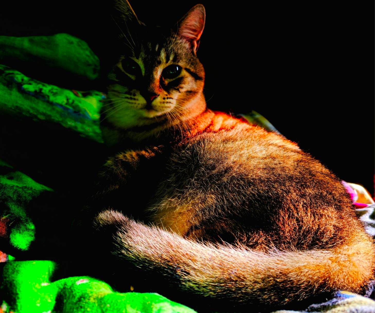 Hulk kitty - Samsung Community