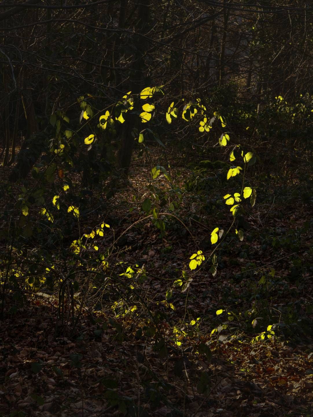 Langsam.... - Samsung Community