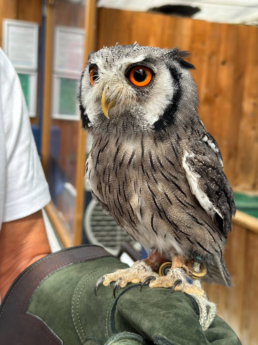 Owls - Samsung Community