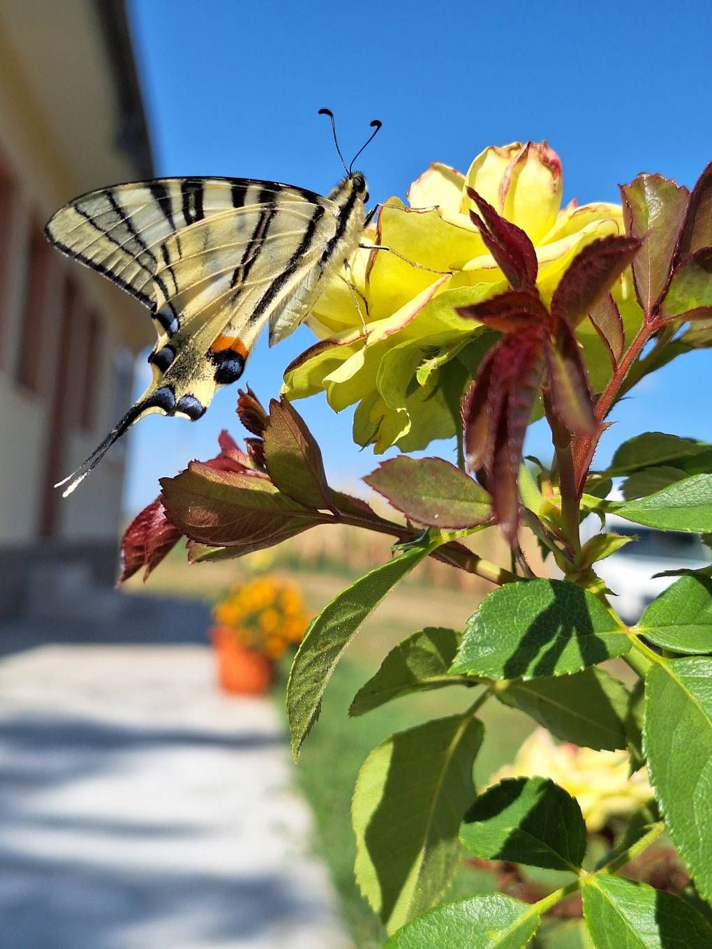 Fluturele coada rândunicii - Samsung Community