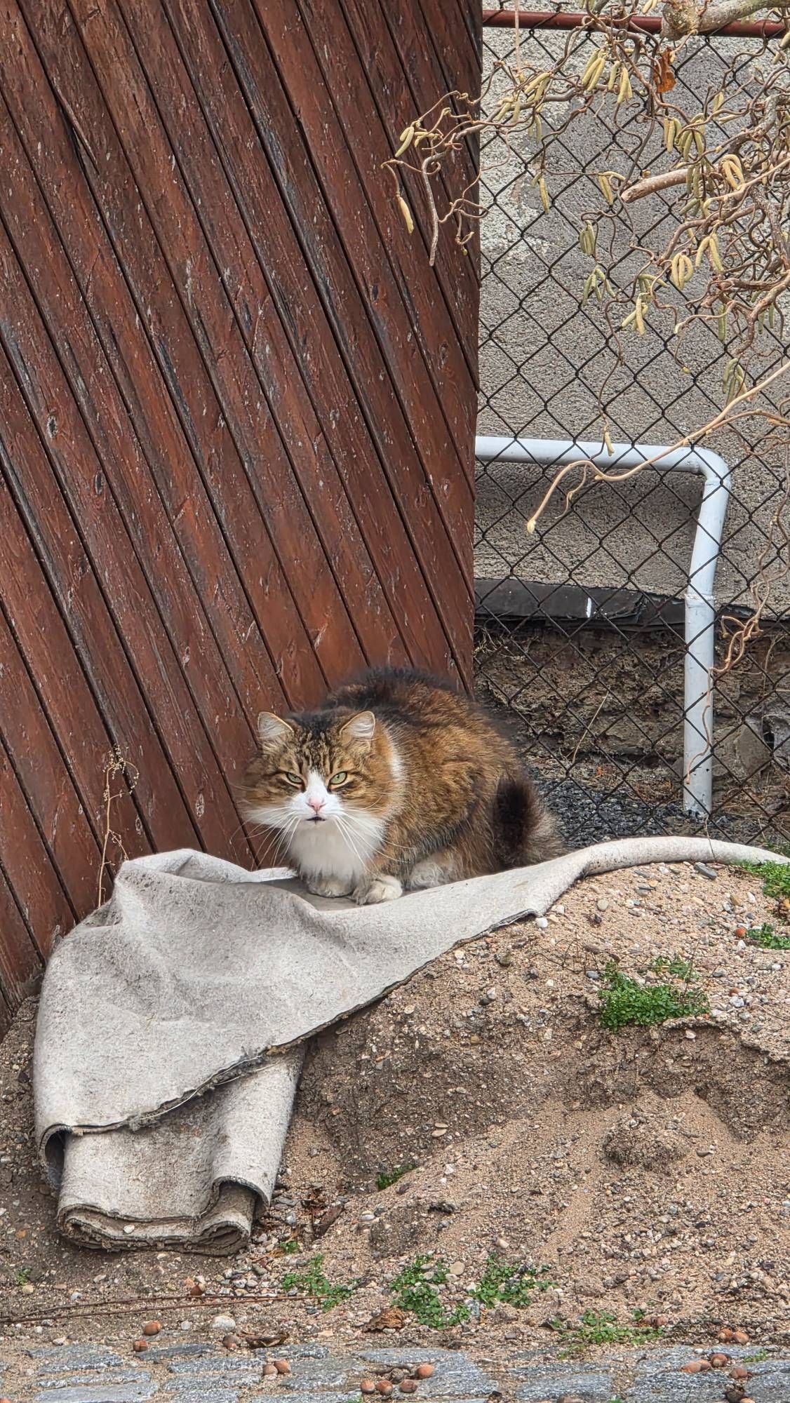 Cat - Samsung Community