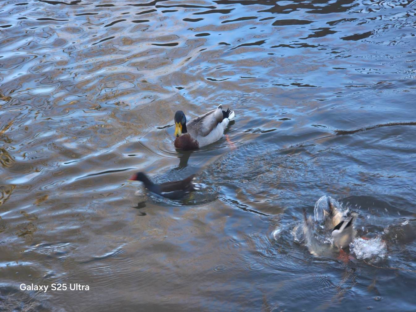 Ducks - Samsung Community