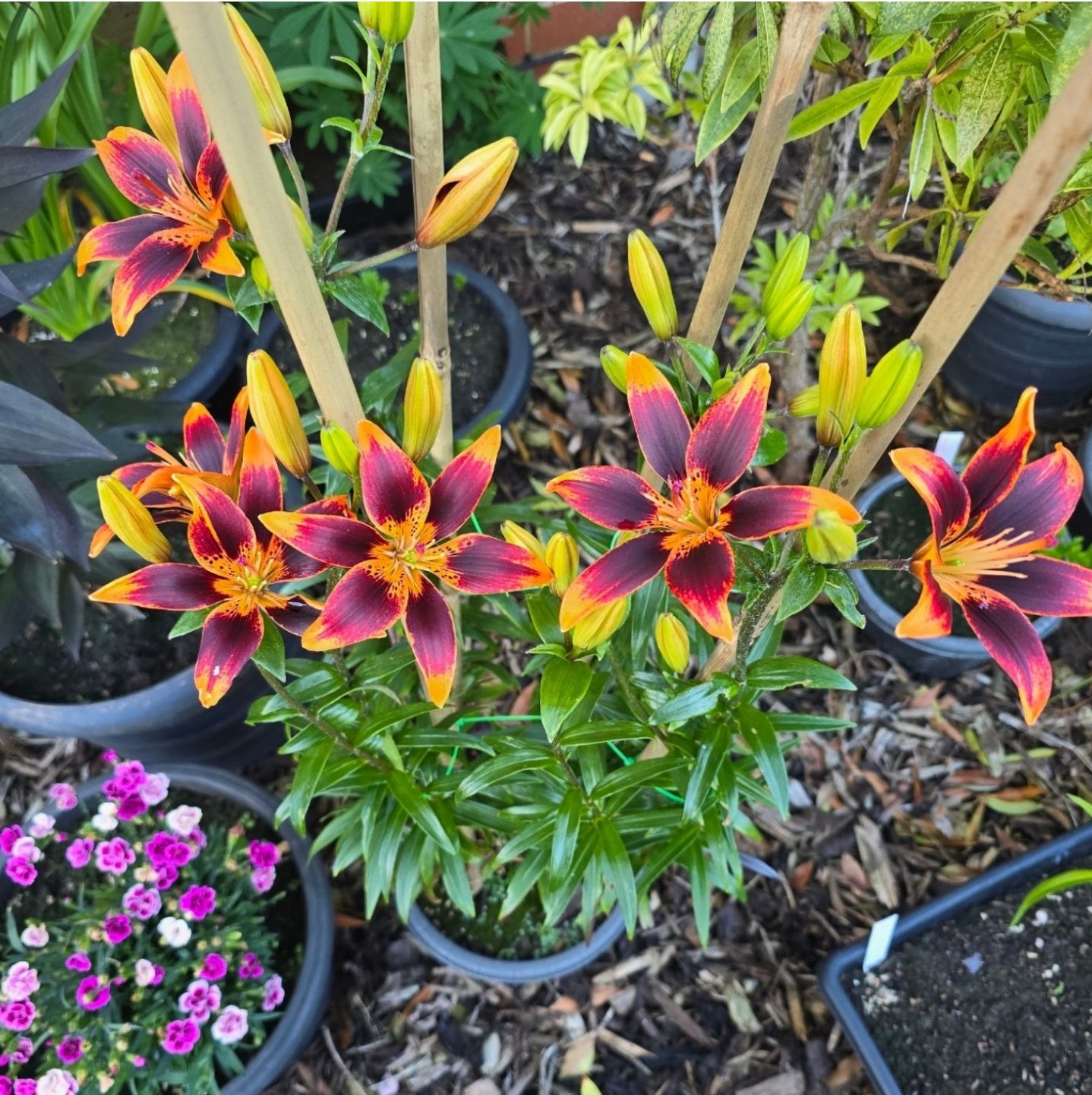 Colours ! - Samsung Community