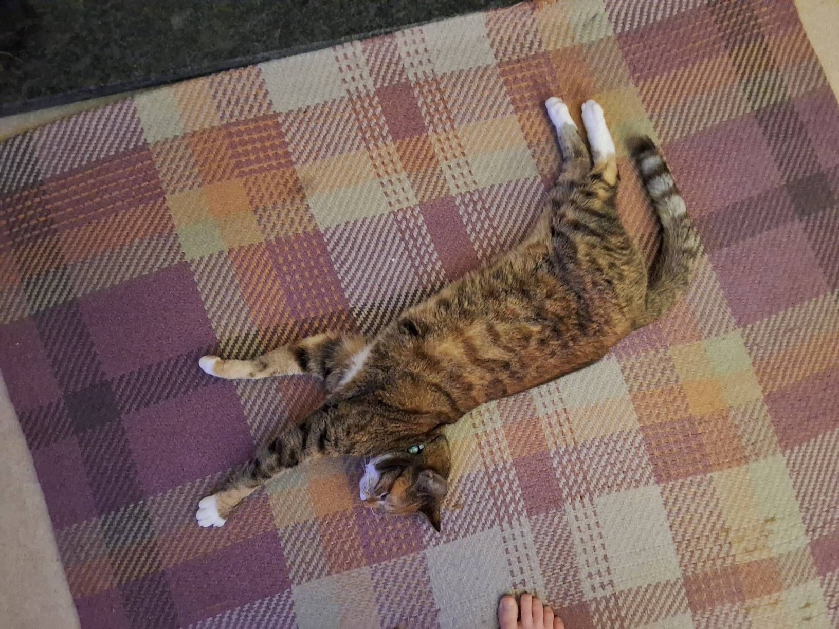 Cute kitty in the house cat soaking up our log burner - Samsung Community