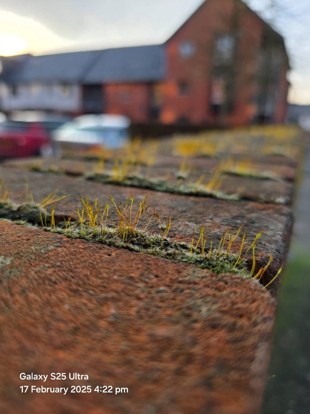 S25 Ultra Macro and Telephoto Photography - Samsung Community