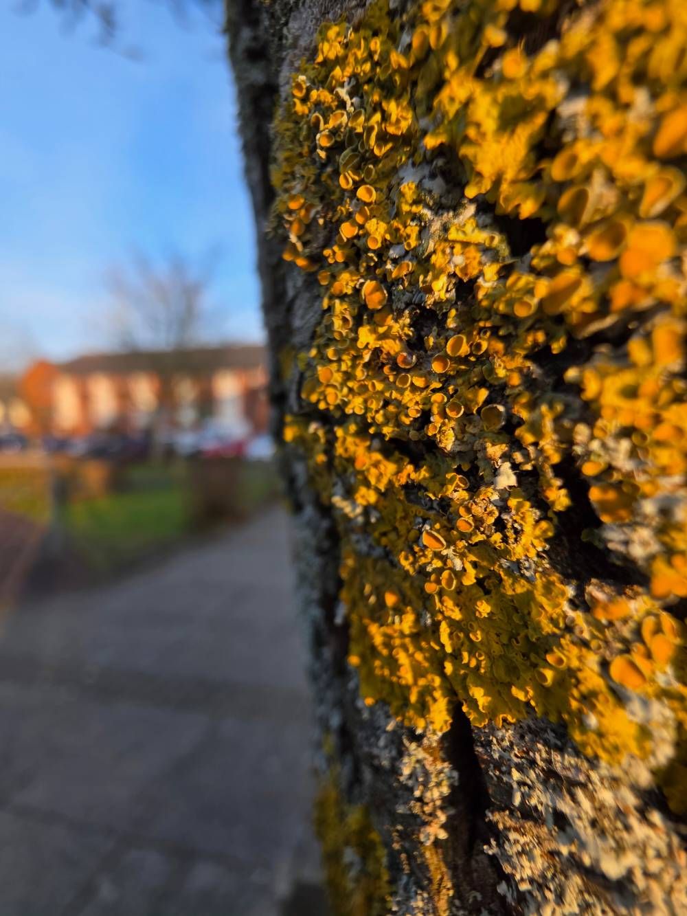 S25 Ultra Macro and Telephoto Photography - Samsung Community