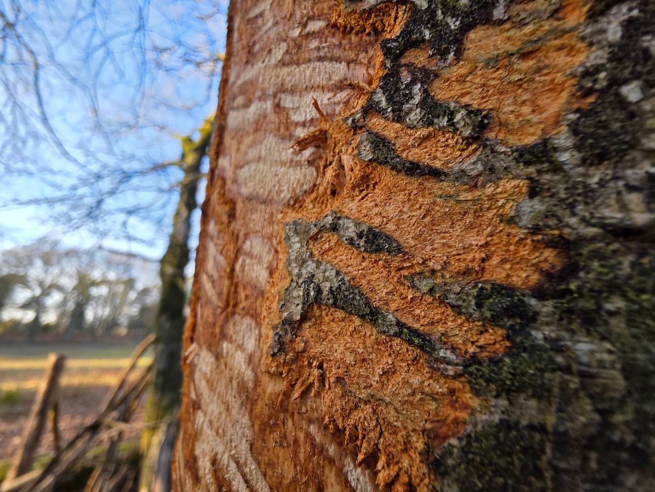 S25 Ultra Macro and Telephoto Photography - Samsung Community