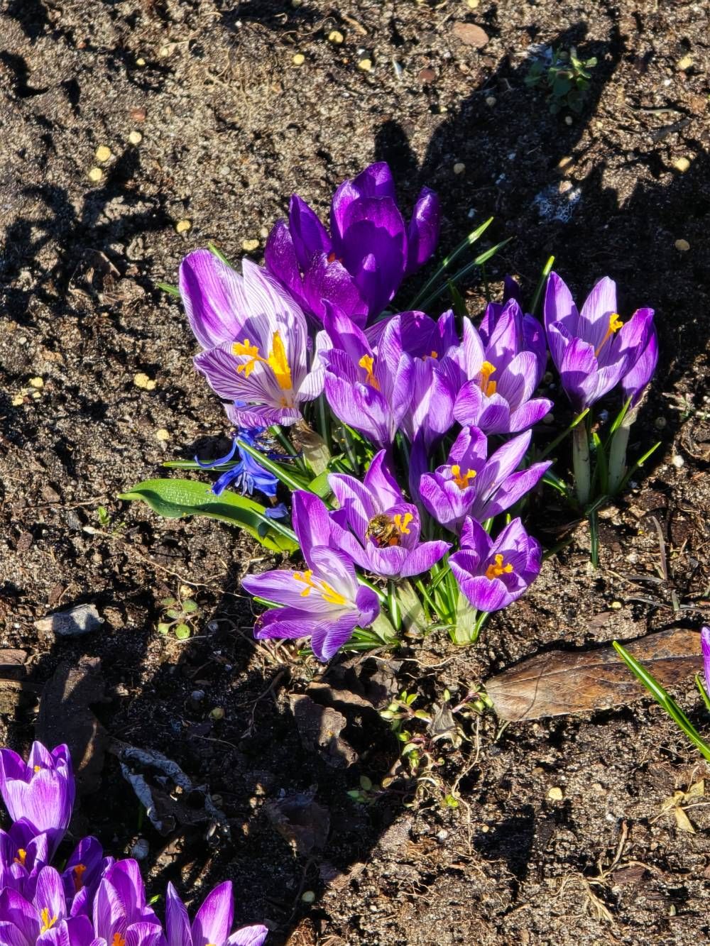 Krokus - Samsung Community