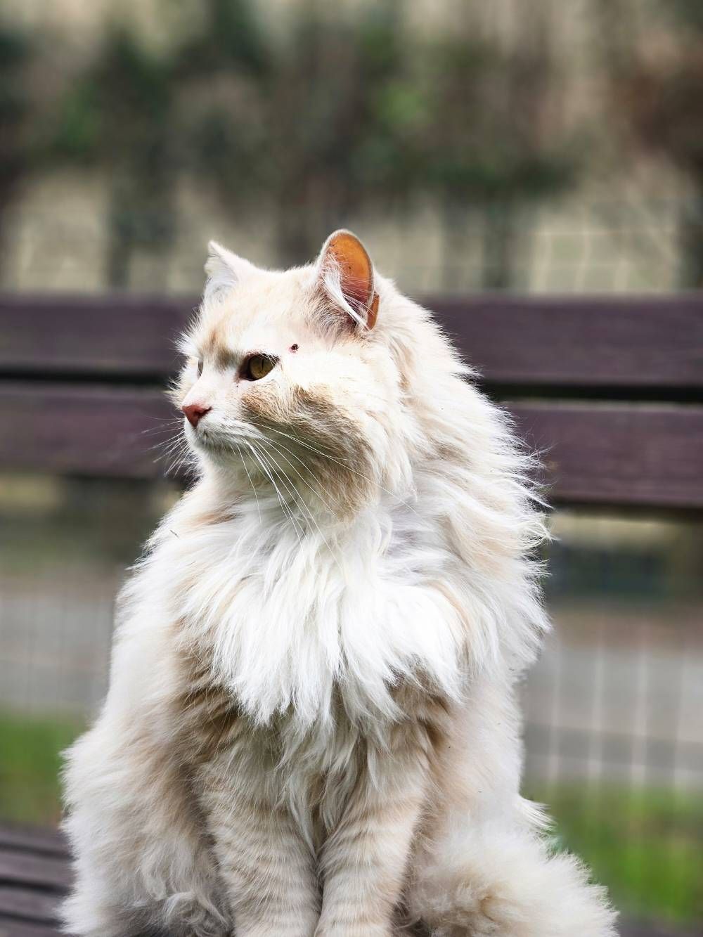 Kot - Samsung Community