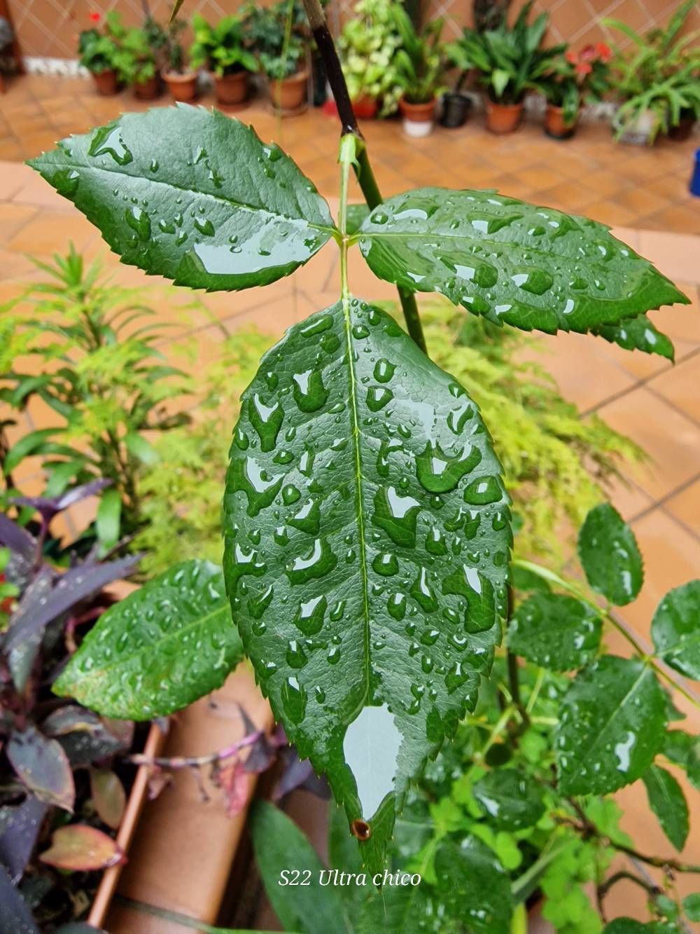 Ficus benjamina, hojas de rosal y Pelargoniún - Samsung Community