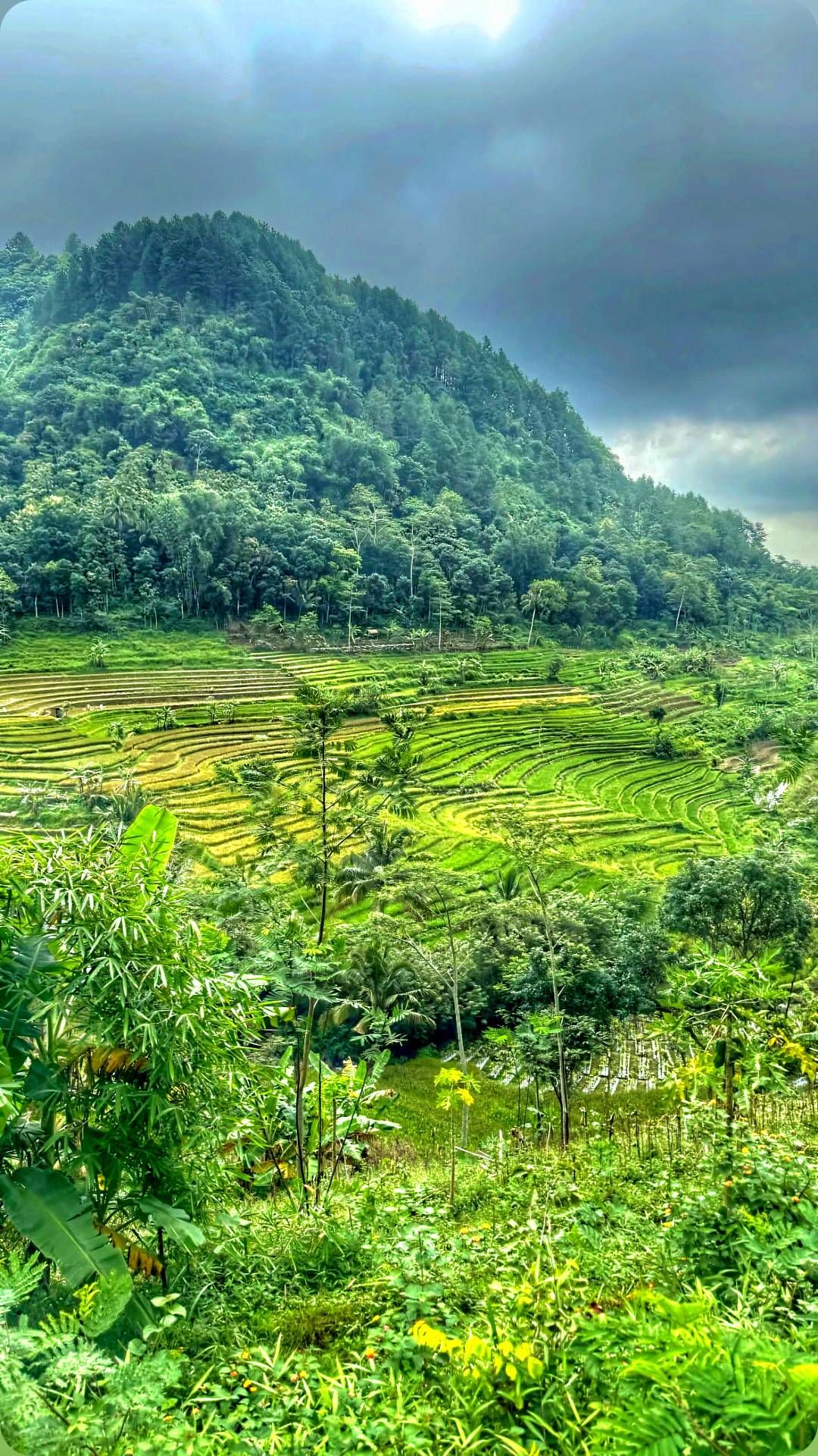 Selogriyo, Java, Indonesia - Samsung Community