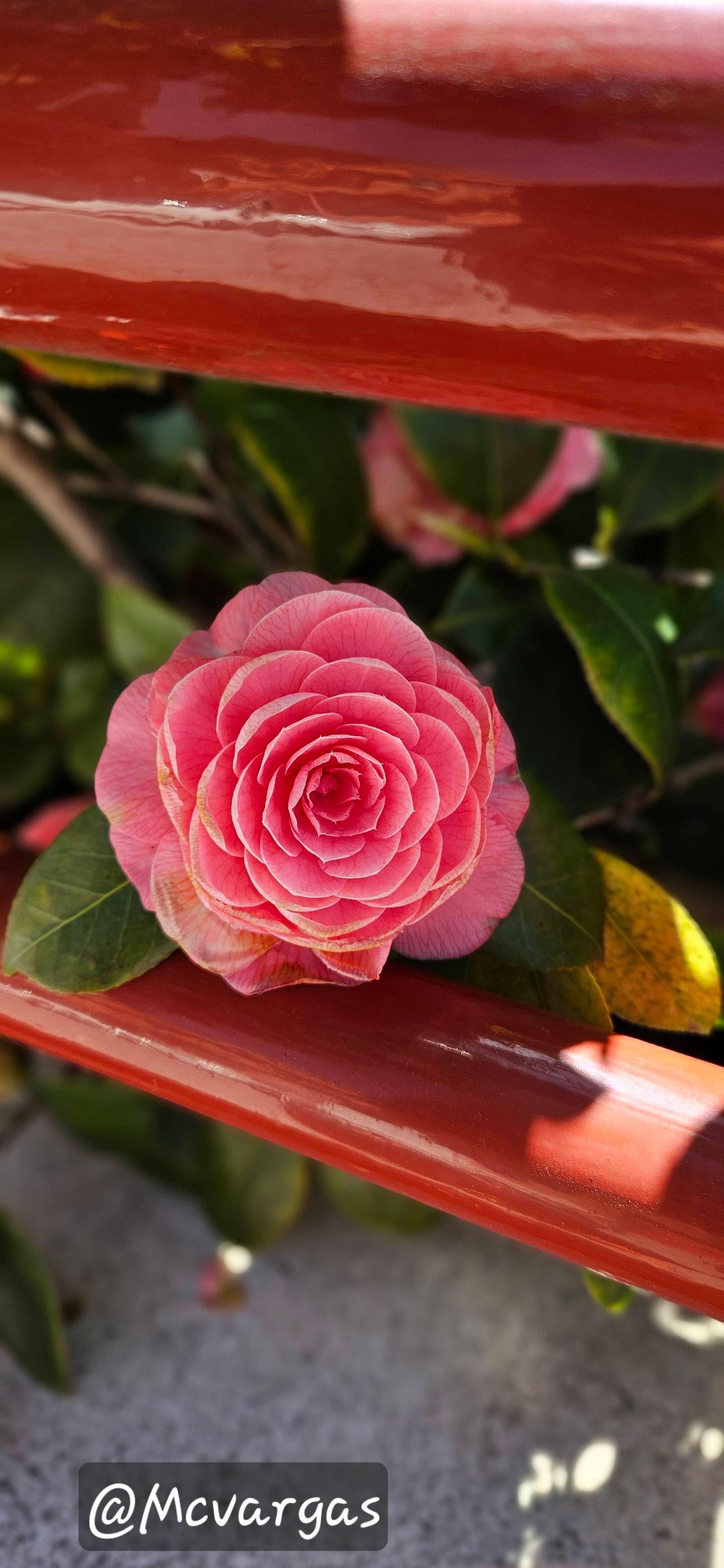 Simetría floral - Samsung Community