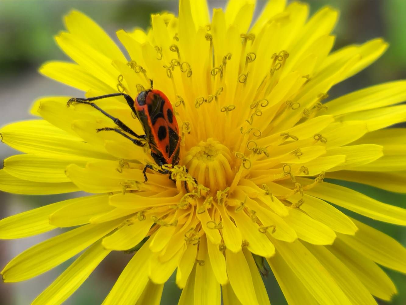 Et plouf dans le pollen ! - Samsung Community