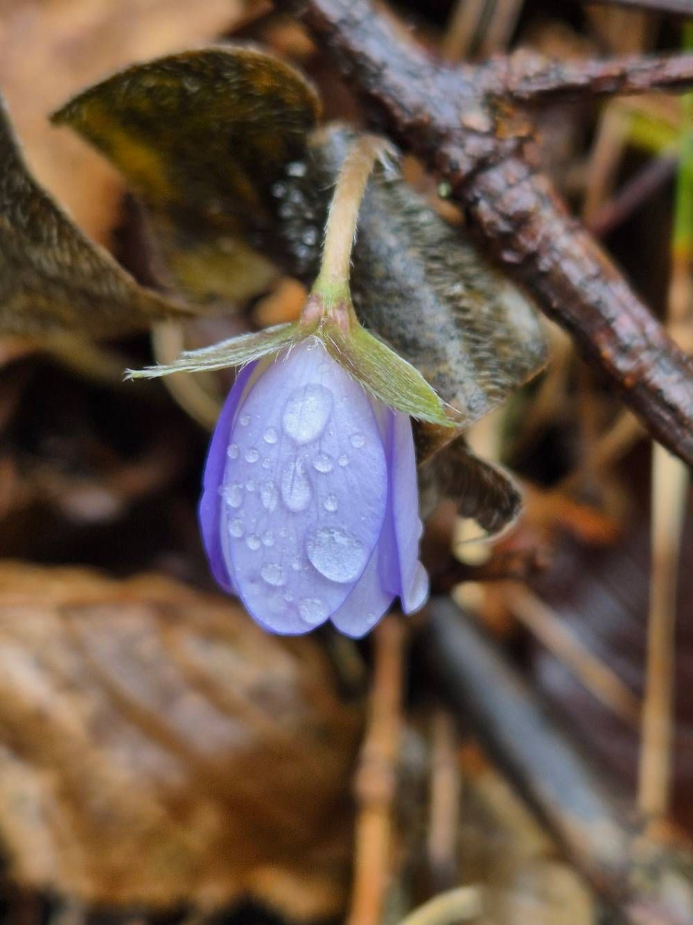 Ranná rosa - Samsung Community