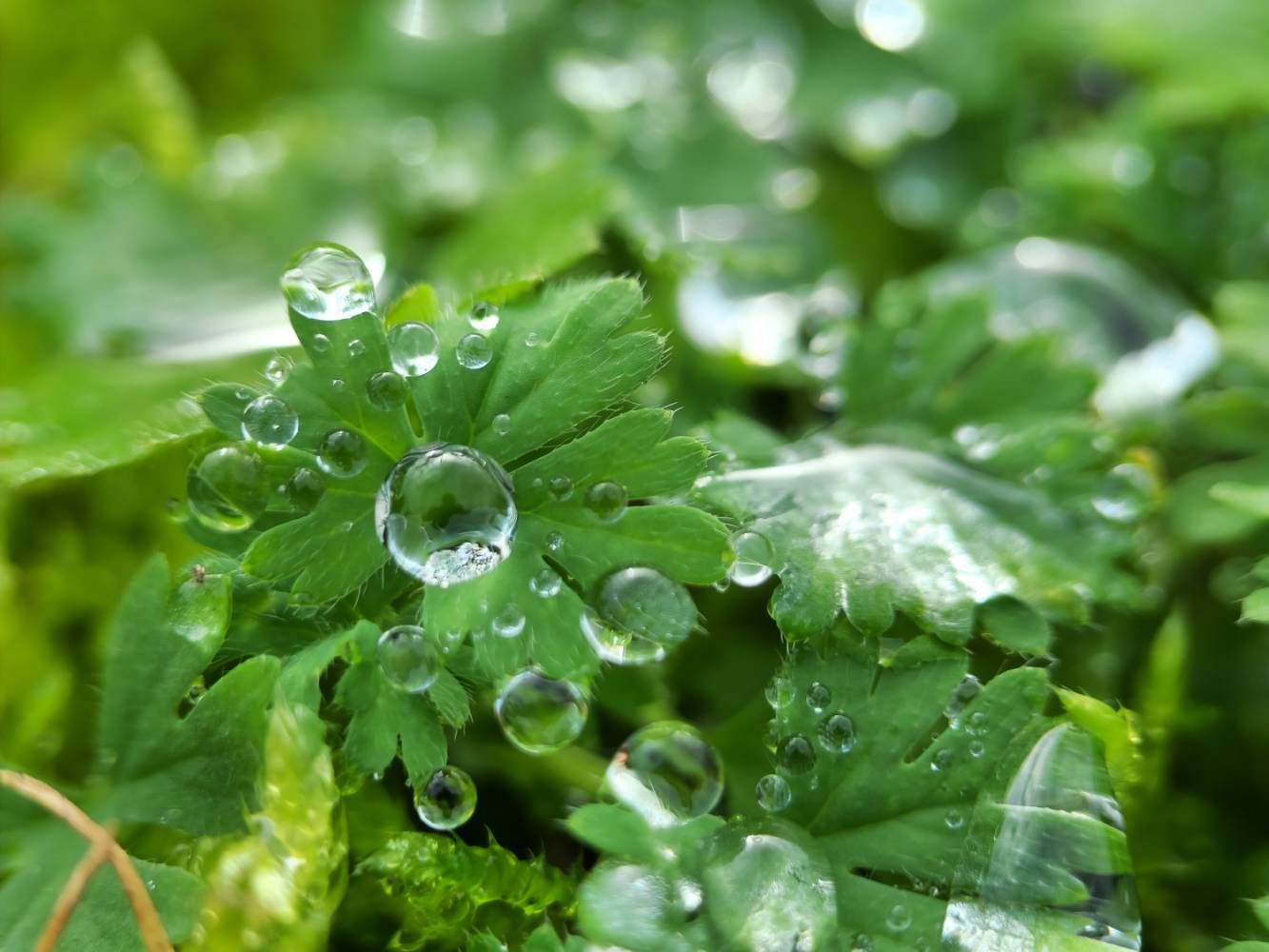 Feuilles 🍃 🍀 sous la pluie - Samsung Community