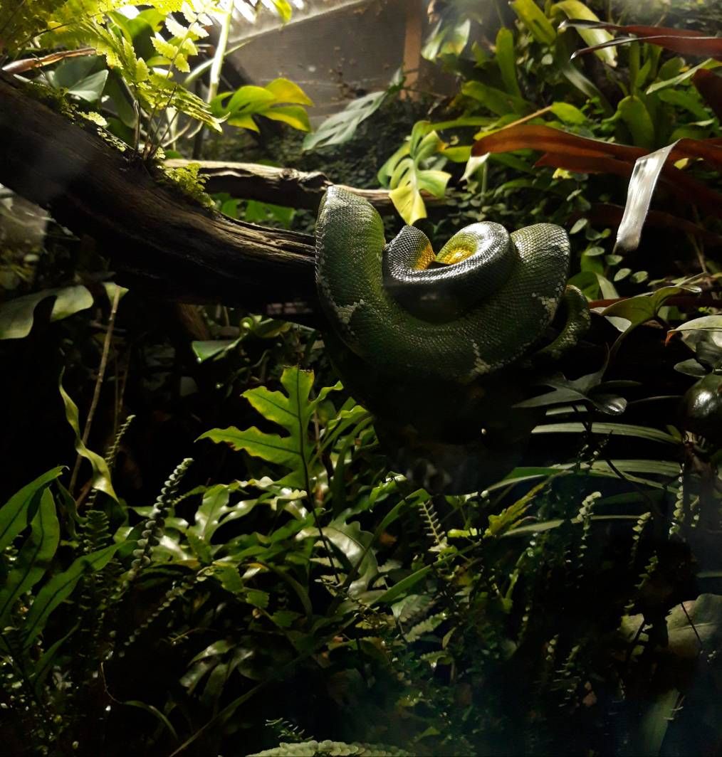 Snake at chester zoo! - Samsung Community
