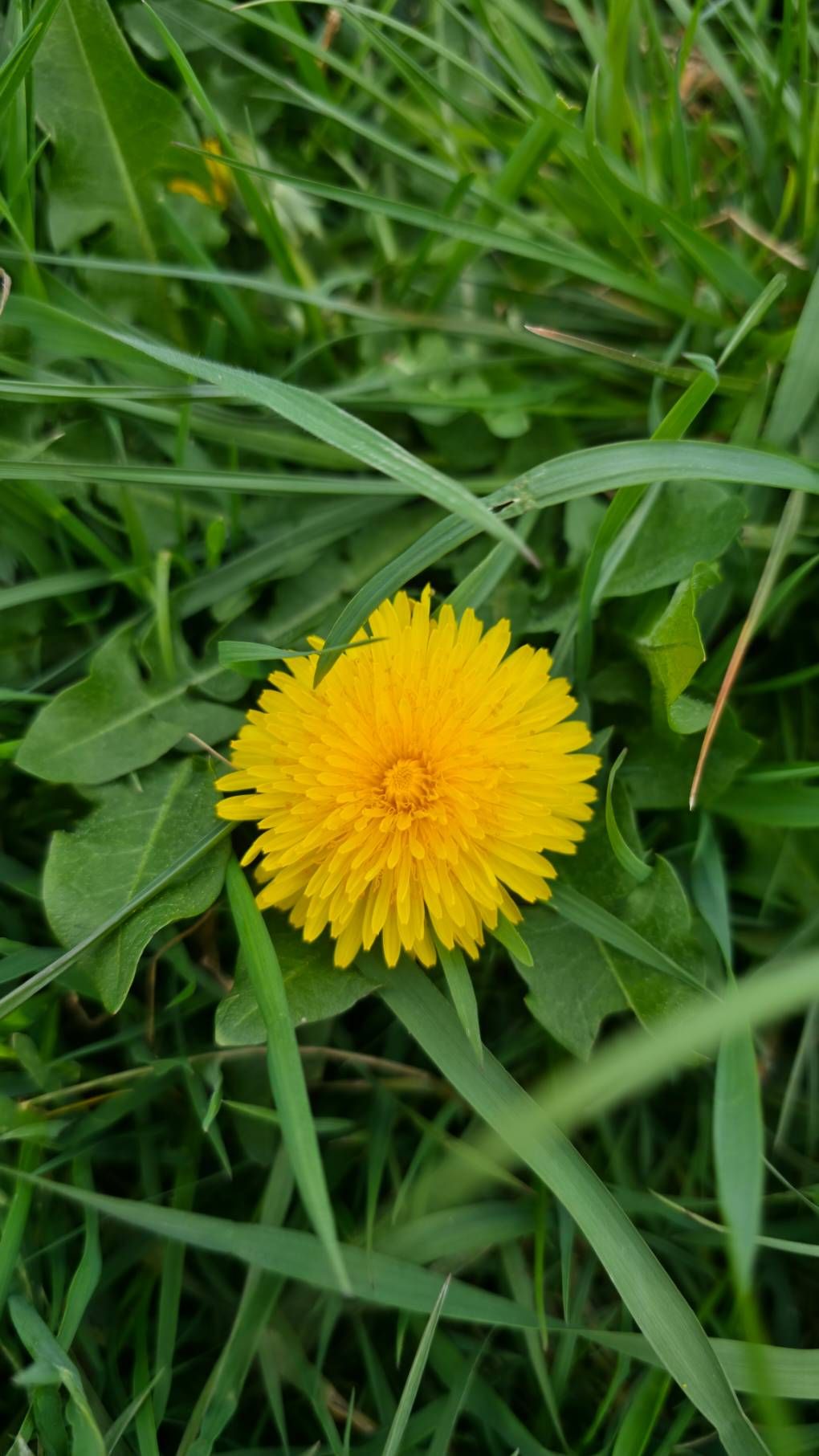 Mother Nature - Spring Is In The Air - Samsung Community