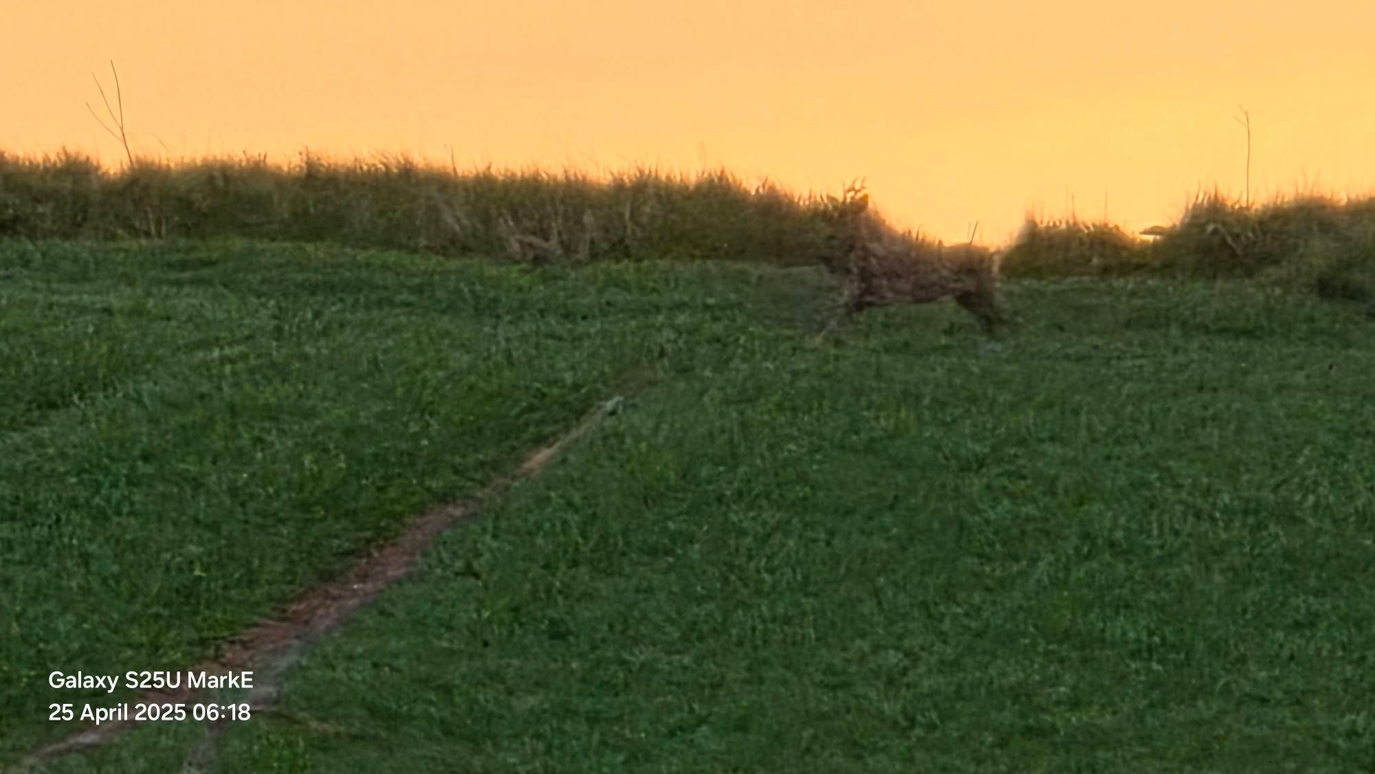 Camera glitch - Page 2 - Samsung Community