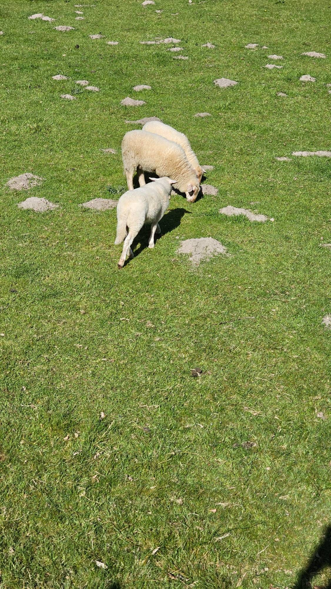 Sheep - Samsung Community