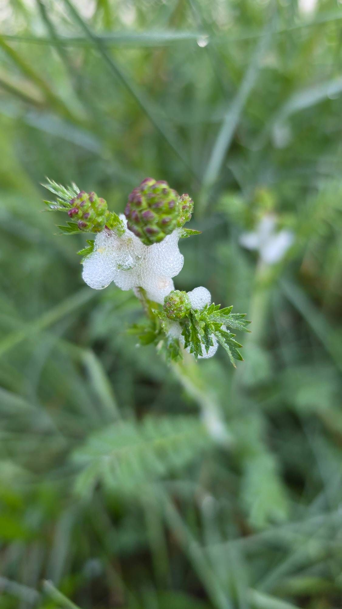 Dans mon jardin, il y a... - Samsung Community
