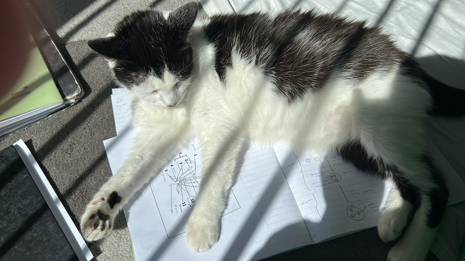 Cat doing homework for me 🤣 - Samsung Community