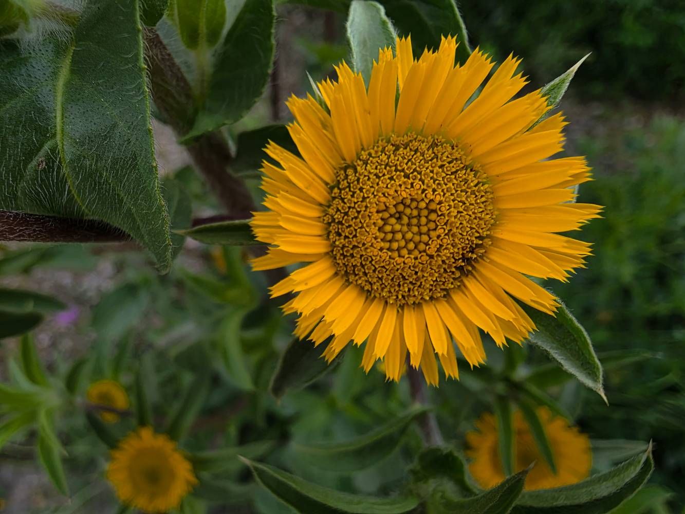 Seguimos con la flora primaveral. - Samsung Community