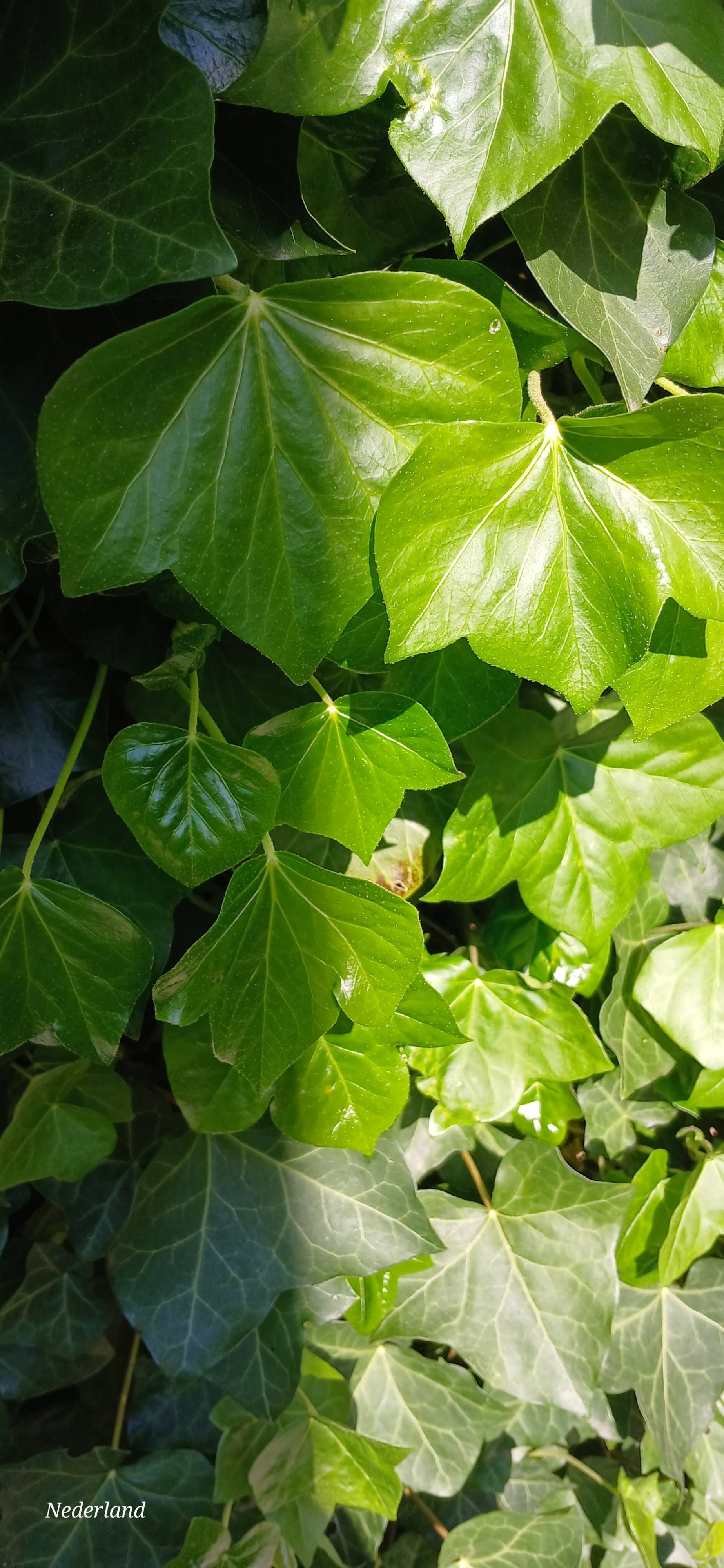 Blaadjes @A15 - Samsung Community