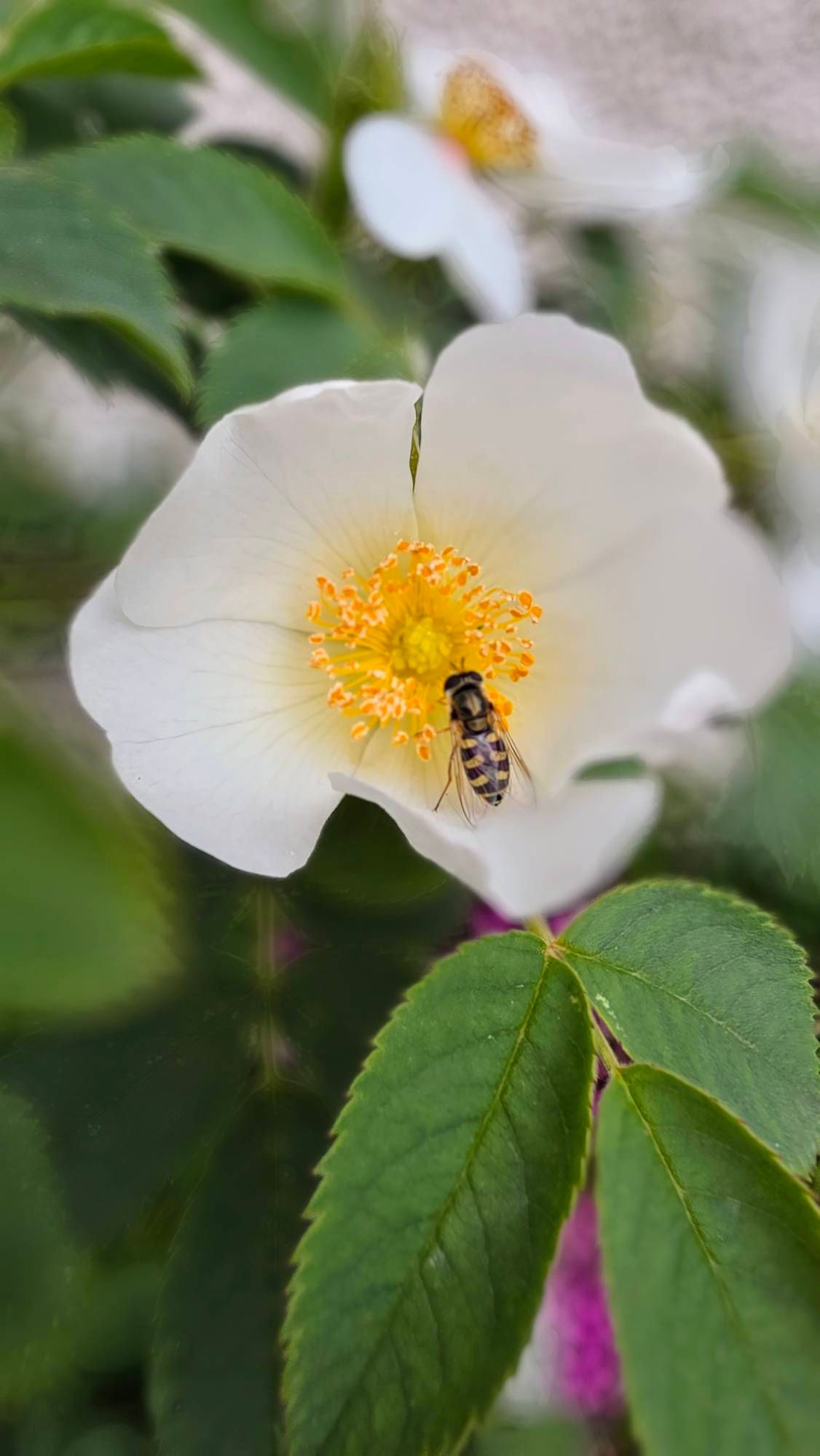 Dans mon jardin, il y a ... - Samsung Community